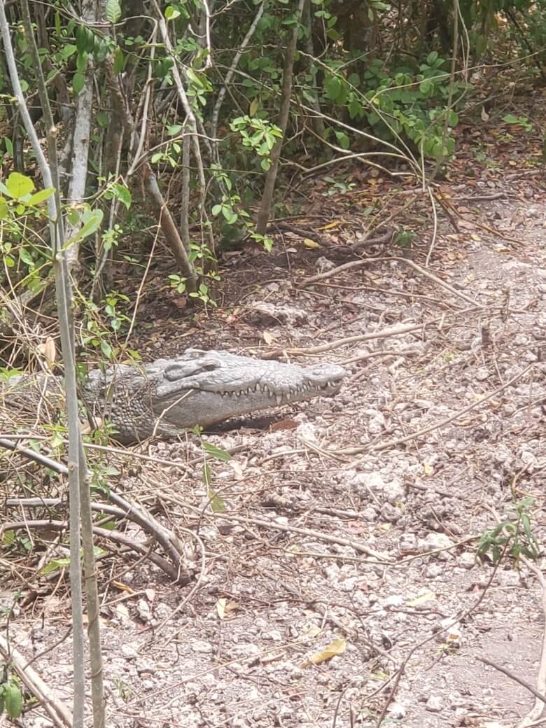 Crocodiles in the Everglades & Keys | The Backpack Guide